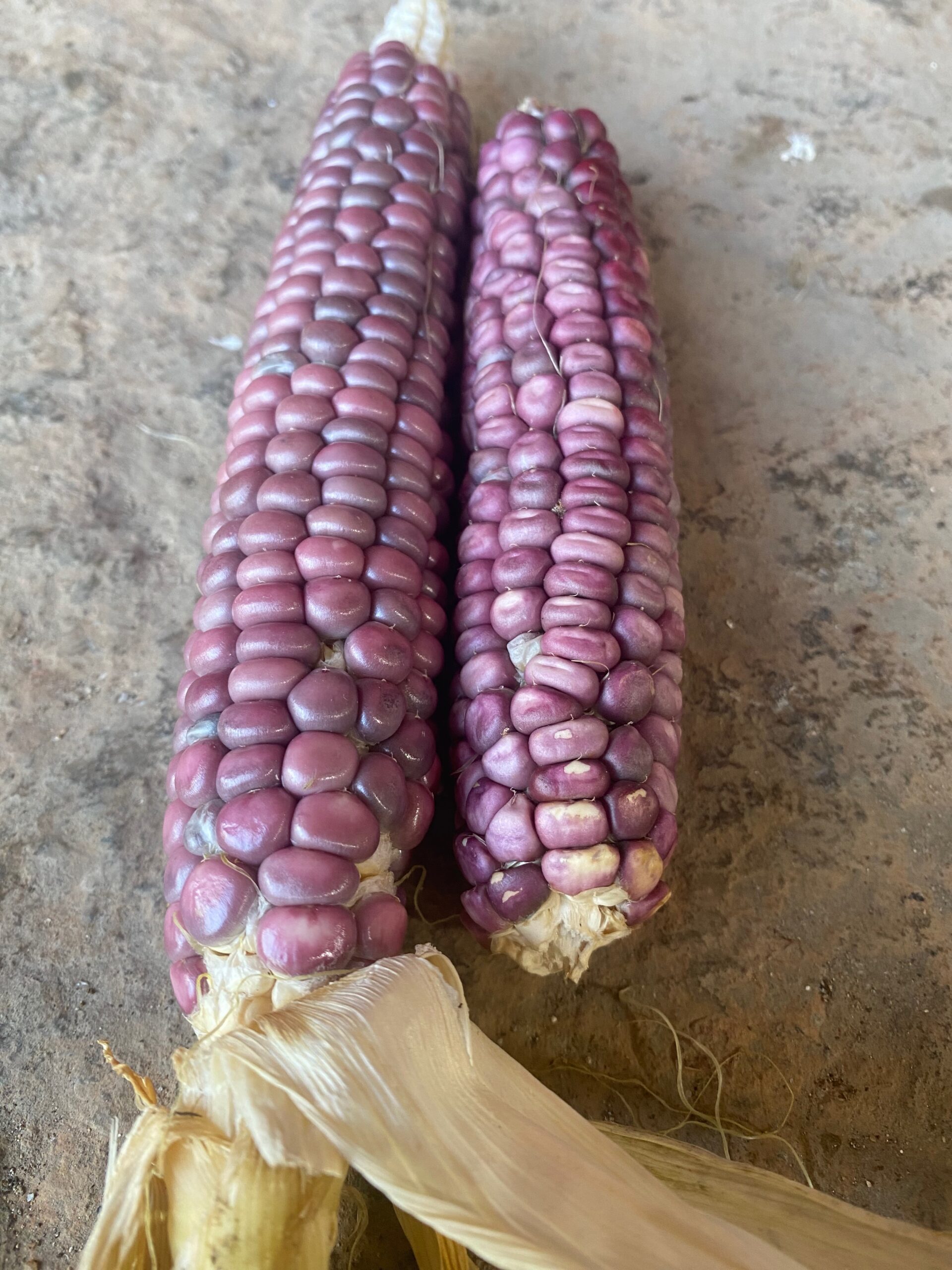 Purple Corn
